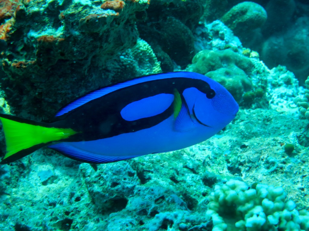 Chris and Chris Break Free » Blog Archive » Playing with sharks and ...