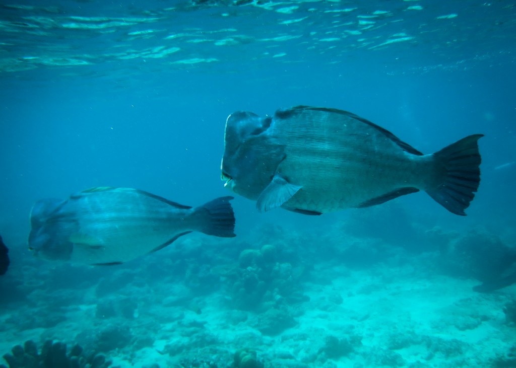 Chris and Chris Break Free » Blog Archive » Playing with sharks and ...